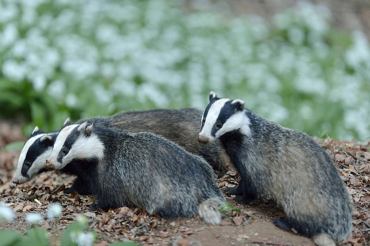Badgers: Facts, Endangerment & Saving! – Bare Kind