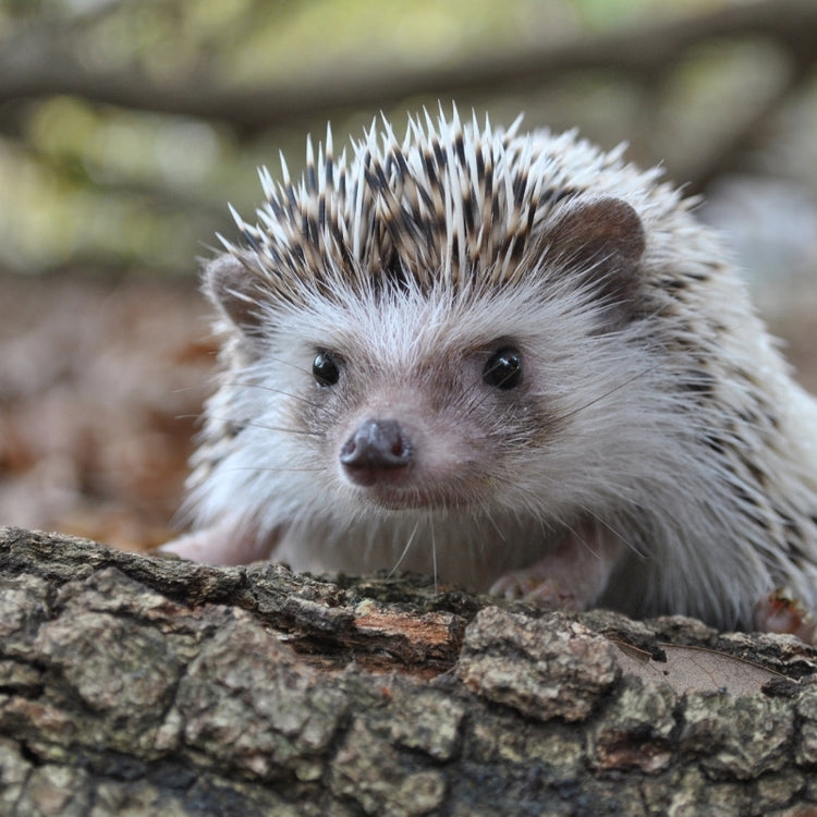 British Hedgehog Preservation Society – Bare Kind