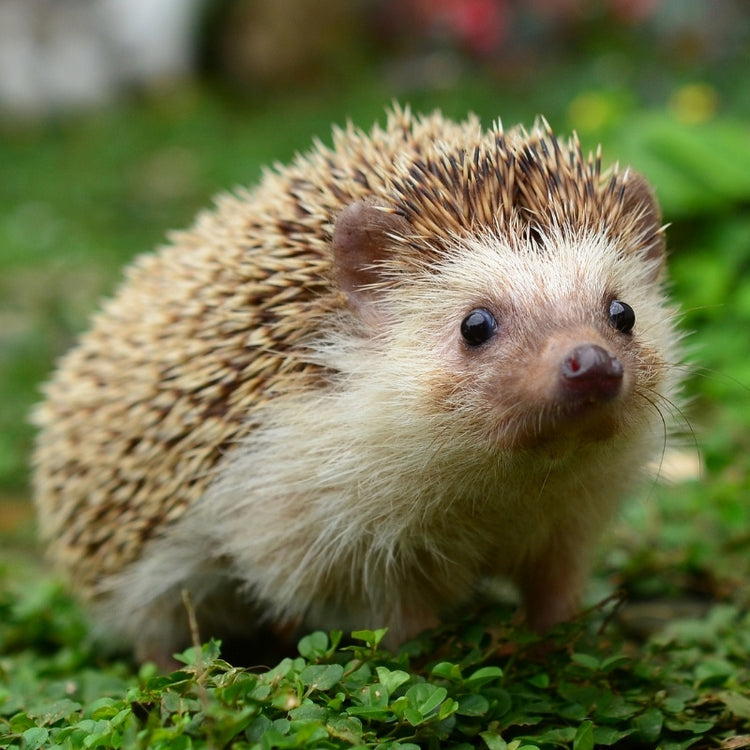 British Hedgehog Preservation Society – Bare Kind