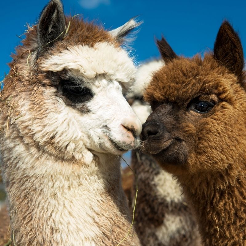 The Farm Animal Sanctuary – Bare Kind