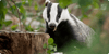 10 Brilliantly Odd Facts About Badgers – Bare Kind