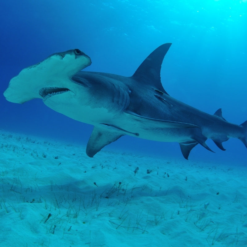 Are sharks dangerous? Shark facts and threats – Bare Kind