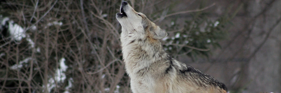 Wolves and Humans Foundation – Bare Kind