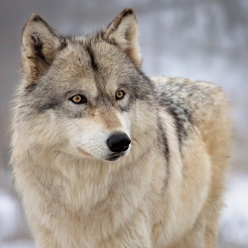 Wolves and Humans Foundation – Bare Kind