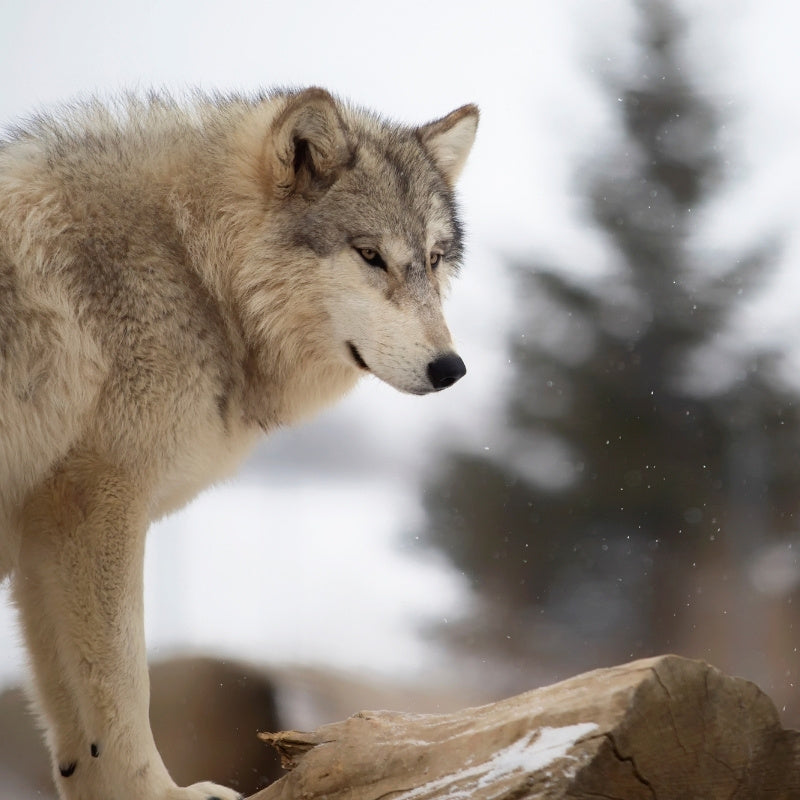 Wolves and Humans Foundation – Bare Kind