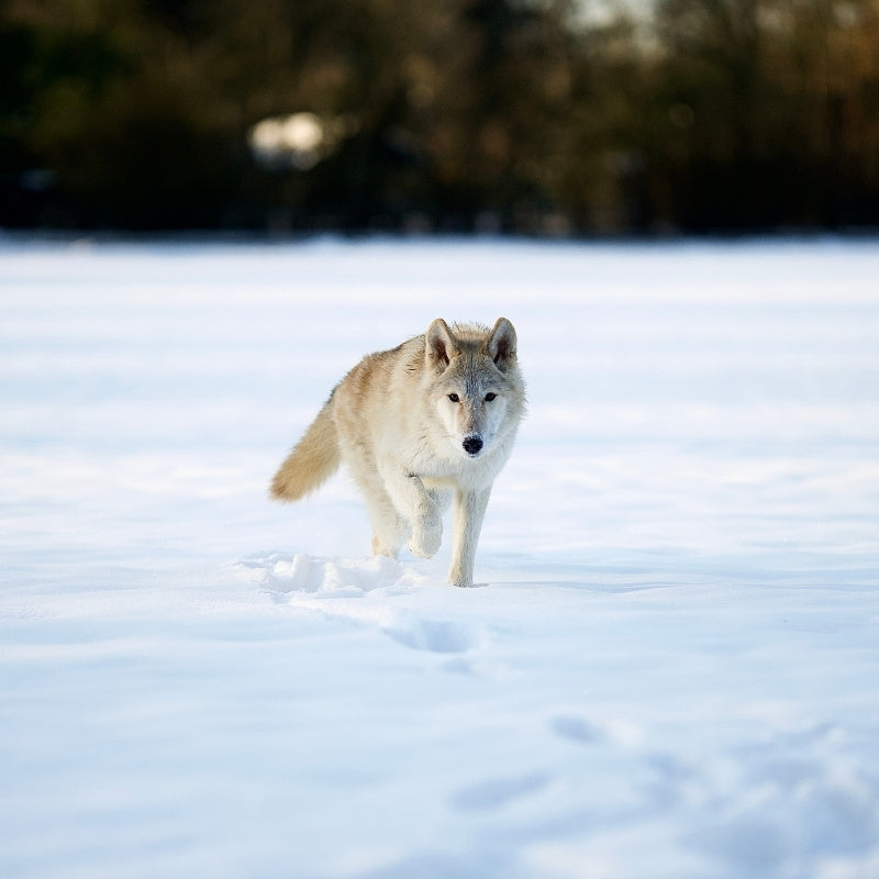 Wolves and Humans Foundation – Bare Kind