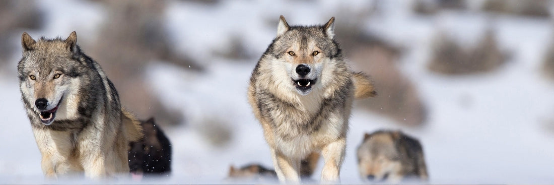 Wolves and Humans Foundation – Bare Kind